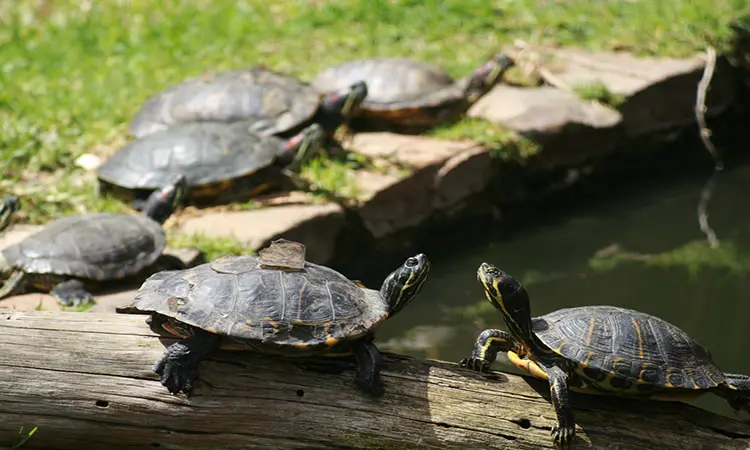 Zoológicos em Portugal: saiba onde estão e como visitar
